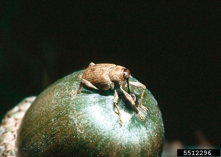 acorn and nut weevils (Genus Curculio Linnaeus 1758)