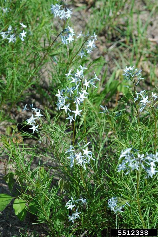 fringed bluestar (Amsonia ciliata var. tenuifolia (Raf.) Woodson)