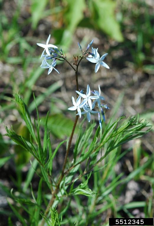 fringed bluestar (Amsonia ciliata var. tenuifolia)