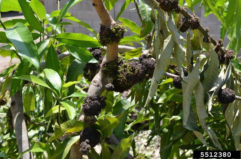 Mango Malformation Disease (Fusarium mexicanum ) on mango (Mangifera ...