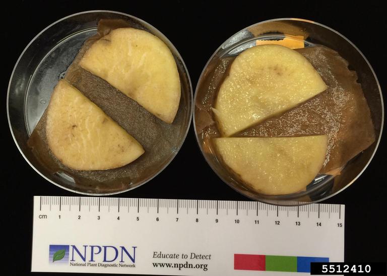 bacterial soft rot (Pectobacterium carotovorum (Jones 1901) Waldee 1945 ...