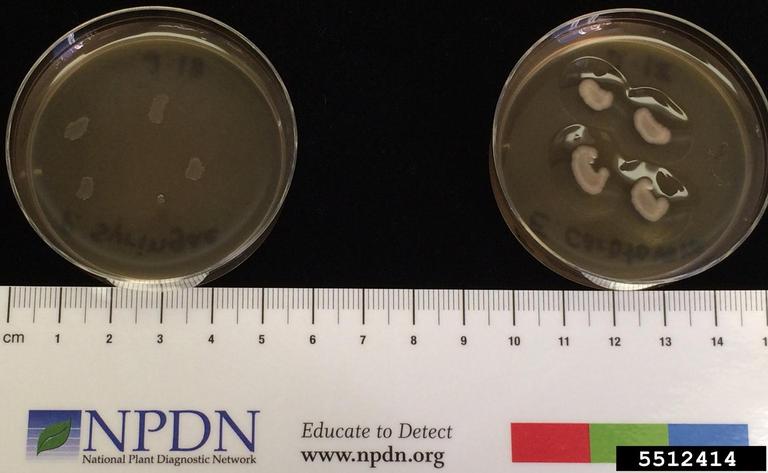 bacterial soft rot (Pectobacterium carotovorum (Jones 1901) Waldee 1945 ...