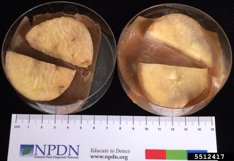 bacterial soft rot (Pectobacterium carotovorum)