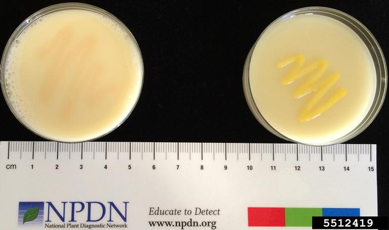 bacterial soft rot (Pseudomonas marginalis pv. marginalis (Brown 1918 ...