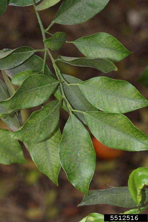 Dancy (Citrus reticulata cv. Dancy Blanco)