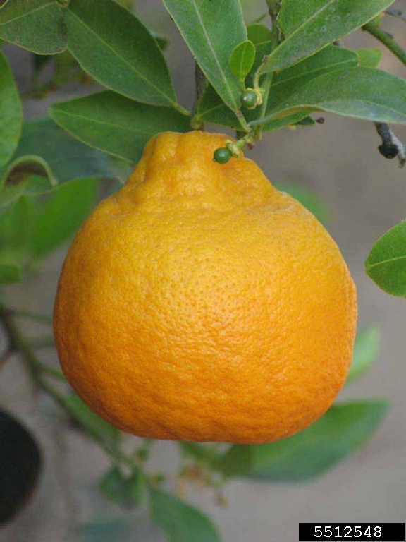 Dancy (Citrus reticulata cv. Dancy Blanco)