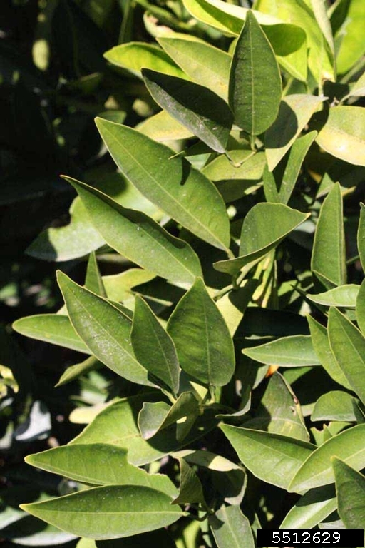 Delta (Citrus x aurantium cv. Delta)