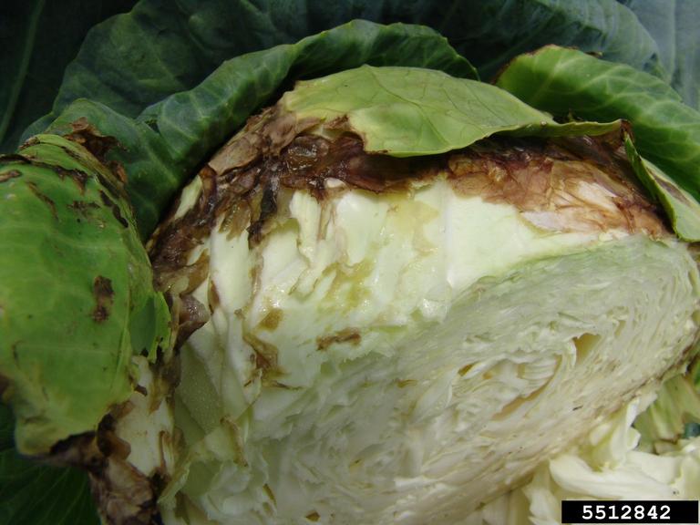 bacterial soft rot (Pectobacterium carotovorum ssp. carotovorum)