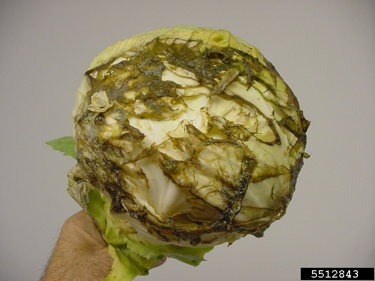 bacterial soft rot (Pectobacterium carotovorum ssp. carotovorum)