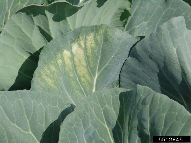 cold injury (low temperature)