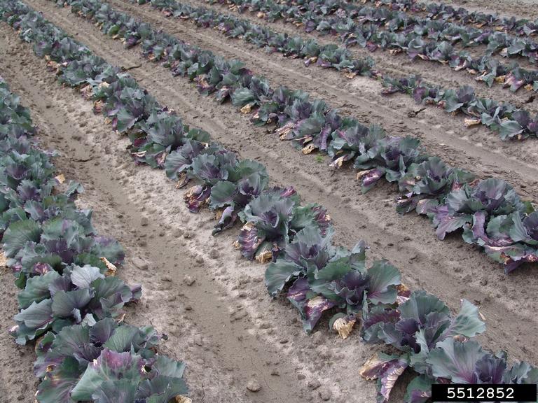 cold injury (low temperature) on cabbage (Brassica oleracea var ...