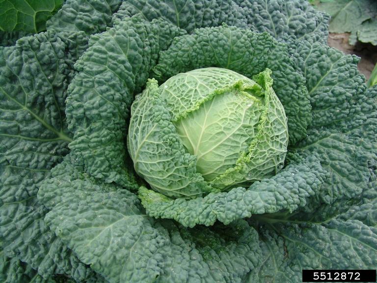 cabbage (Brassica oleracea var. capitata L.)