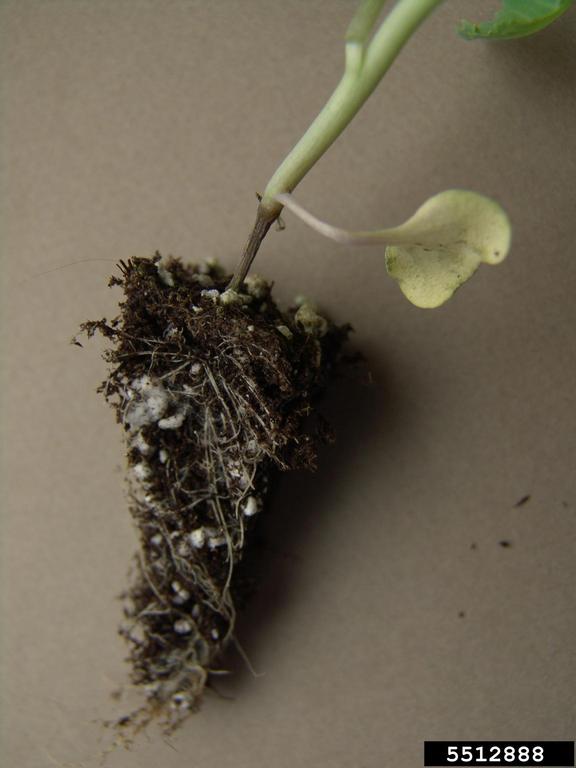Rhizoctonia damping-off, blight and rot (Rhizoctonia solani J.G. Kühn)