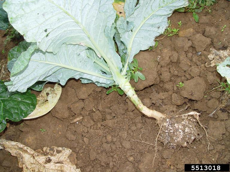 club root of crucifers (Plasmodiophora brassicae)