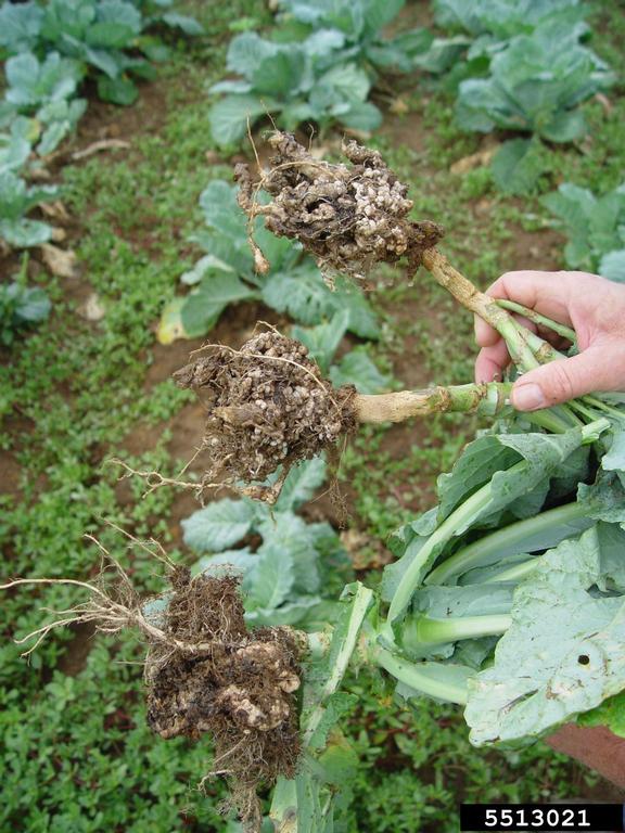 club root of crucifers (Plasmodiophora brassicae Woronin)