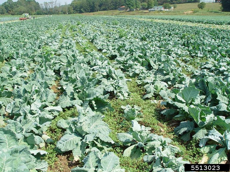 club root of crucifers (Plasmodiophora brassicae Woronin)