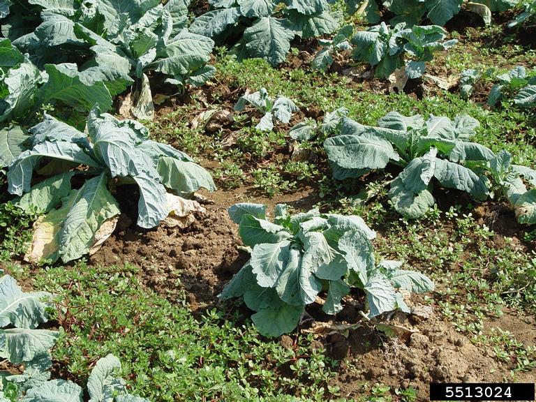 club root of crucifers (Plasmodiophora brassicae)