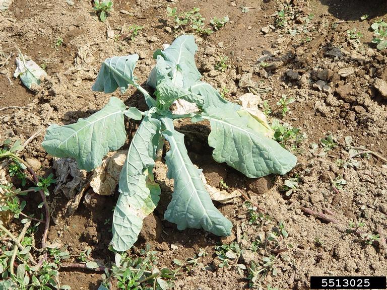 club root of crucifers (Plasmodiophora brassicae)