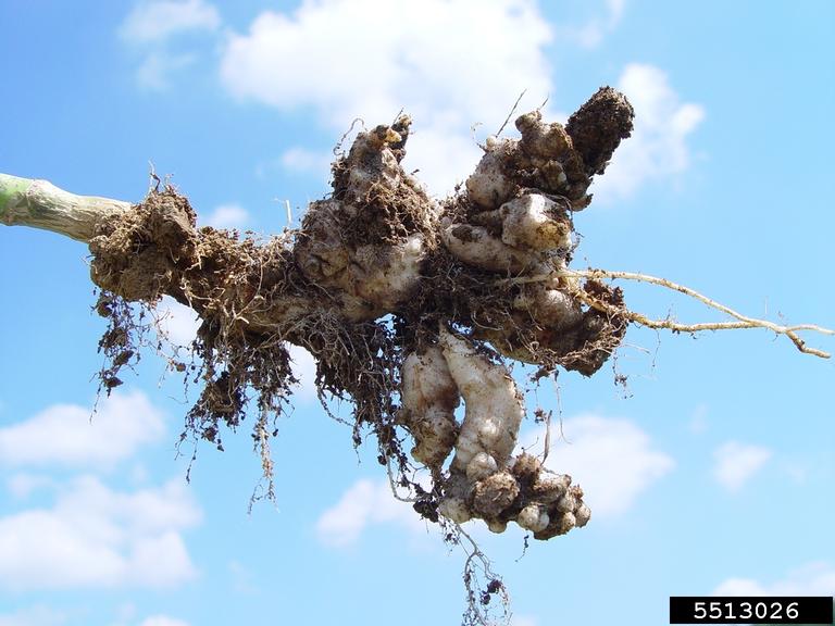 club root of crucifers (Plasmodiophora brassicae Woronin)