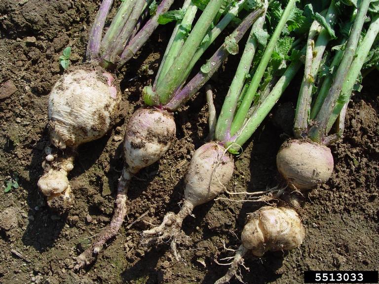 club root of crucifers (Plasmodiophora brassicae Woronin)