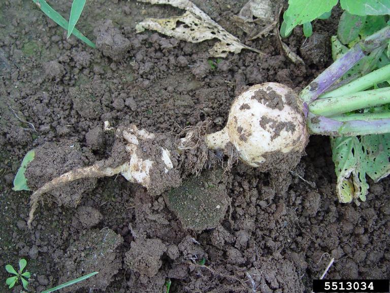club root of crucifers (Plasmodiophora brassicae)