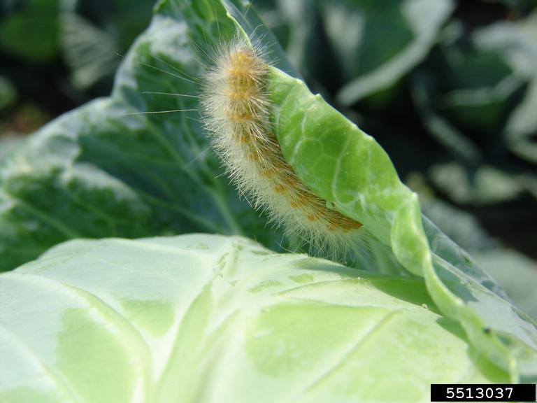 saltmarsh caterpillar (Estigmene acrea (Drury, 1773))