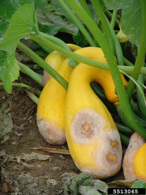 Phytophthora blight (Phytophthora capsici Leonian)