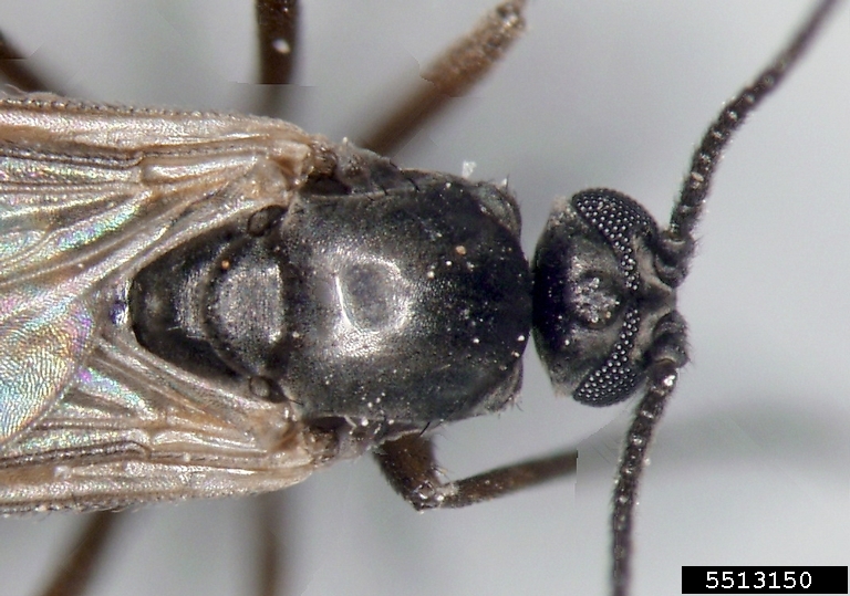 Chinese chive maggot (Bradysia odoriphaga)