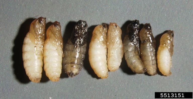 Chinese chive maggot (Bradysia odoriphaga)