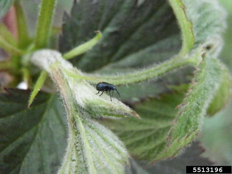strawberry blossum weevil (Anthonomus rubi (Herbst, 1795))