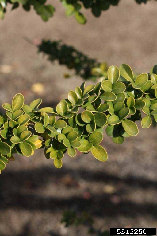 Elephant (Feronia limonia cv. Elephant (L.) Swingle)