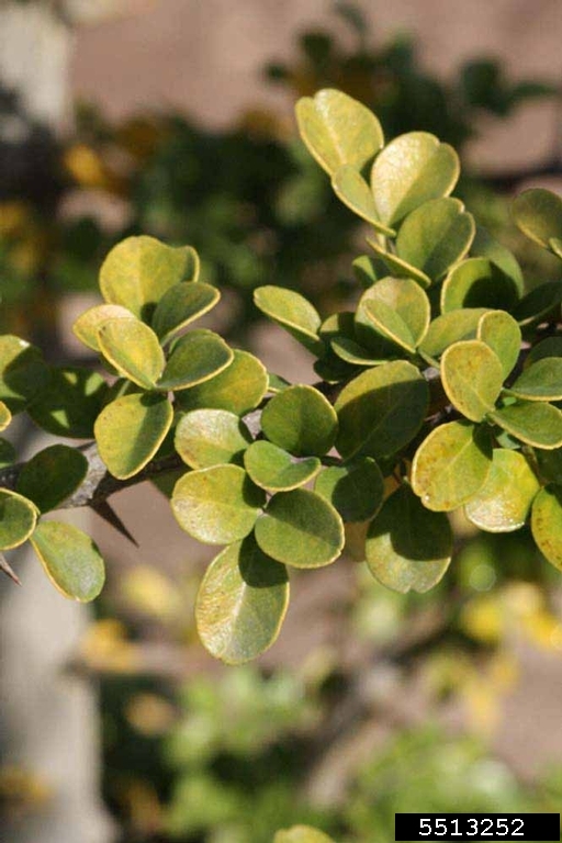 Elephant (Feronia limonia cv. Elephant (L.) Swingle)