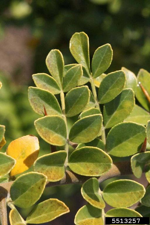 Elephant (Feronia limonia cv. Elephant)