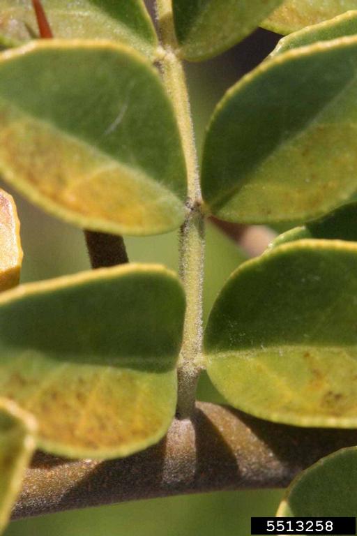 Elephant (Feronia limonia cv. Elephant)