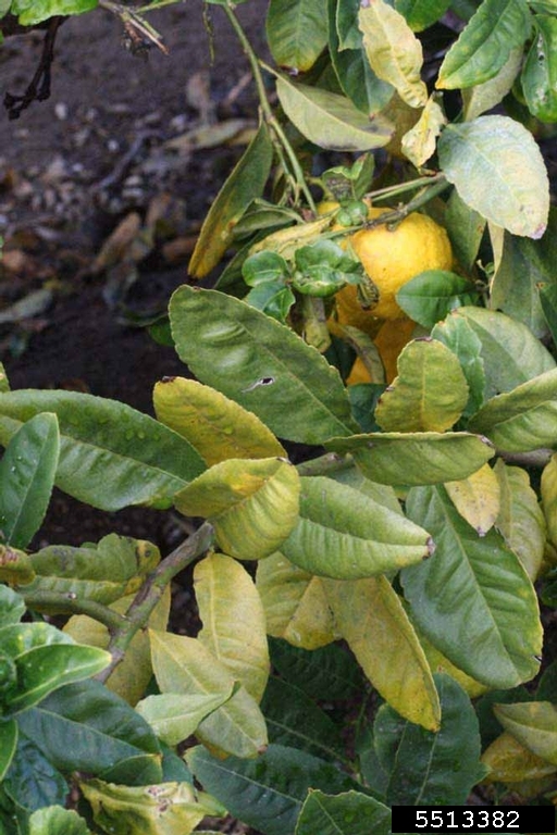Etrog (Citrus limonimedica cv. Etrog)