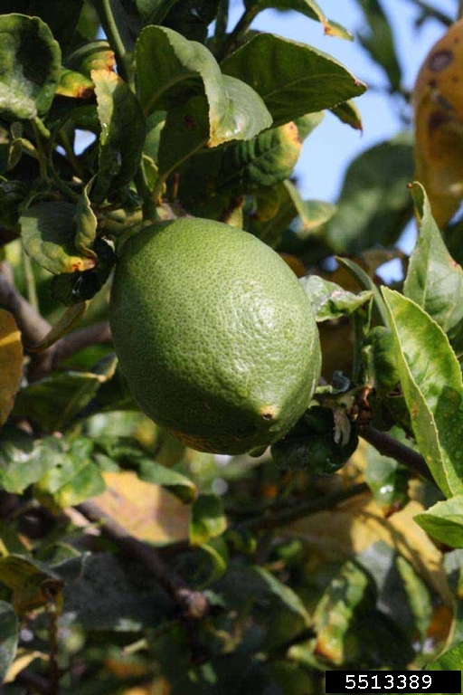 Etrog, Citrus limonimedica cv. Etrog (Sapindales: Rutaceae) - 5513389