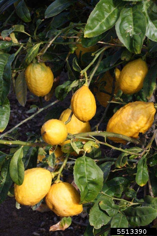 Etrog (Citrus limonimedica cv. Etrog Lush.)