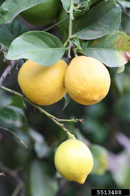 Eureka (Citrus x limon cv. Eureka)