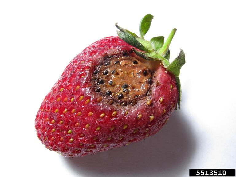 anthracnose (Colletotrichum acutatum)