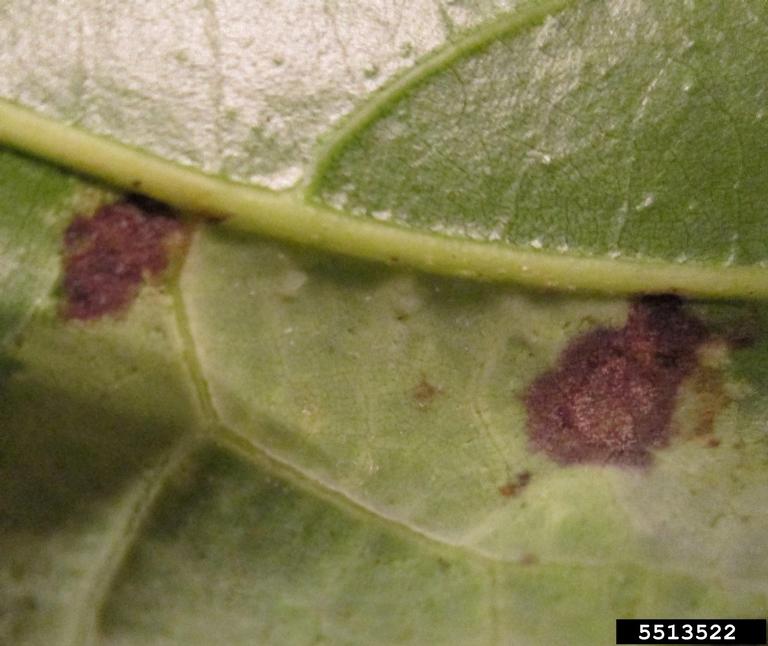 tar spot of maple (Rhytisma acerinum)