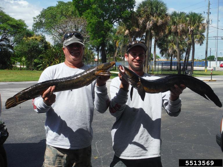 Eel Fishing In Florida