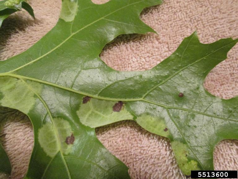 oak leaf blister (Taphrina caerulescens (Desmaz. & Mont.) Tul.)