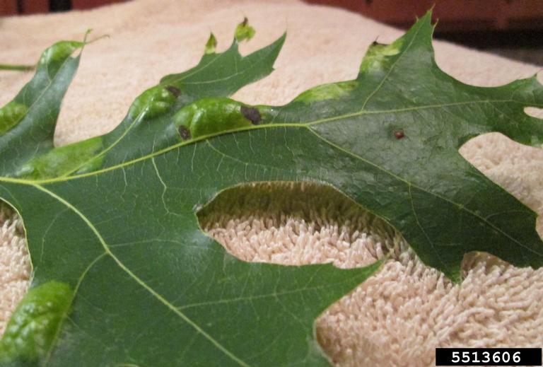 oak leaf blister (Taphrina caerulescens (Desmaz. & Mont.) Tul.)
