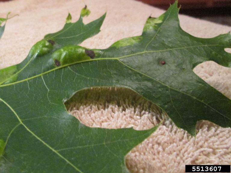 oak leaf blister (Taphrina caerulescens (Desmaz. & Mont.) Tul.)