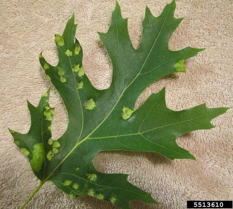 oak leaf blister (Taphrina caerulescens (Desmaz. & Mont.) Tul.)