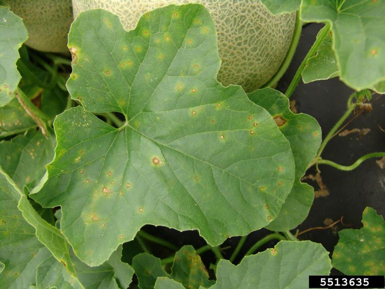 Alternaria leaf blight (Alternaria cucumerina)