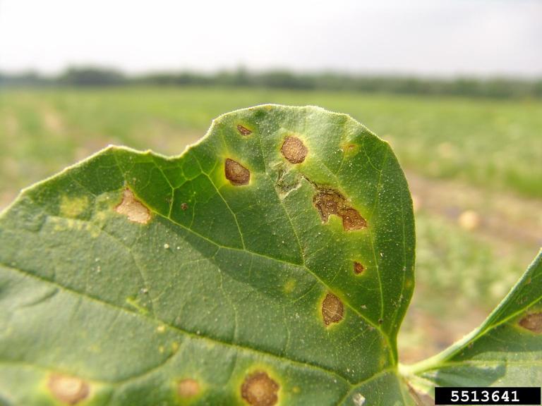 Alternaria leaf blight (Alternaria cucumerina)
