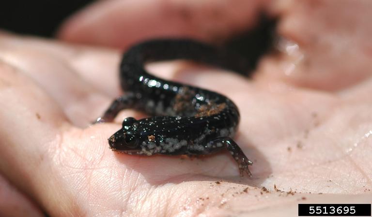 Southeastern Slimy Salamander (Plethodon grobmani Allen and Neill, 1949)