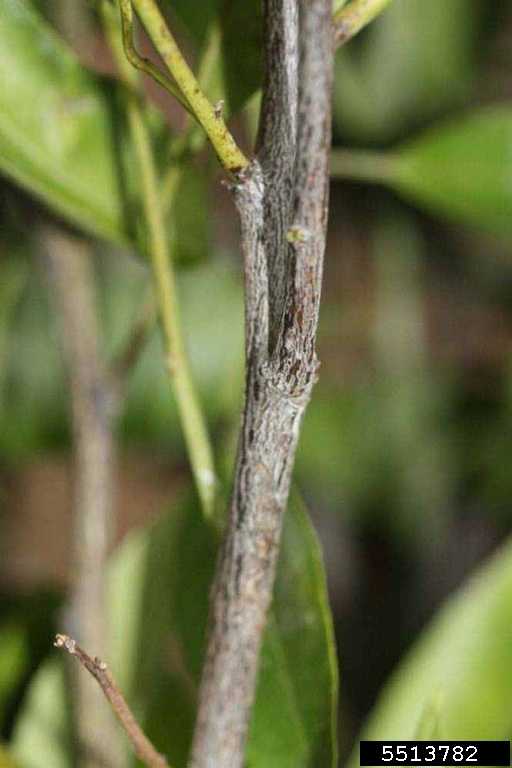 Fallglo (Citrus reticulata cv. Fallglo)