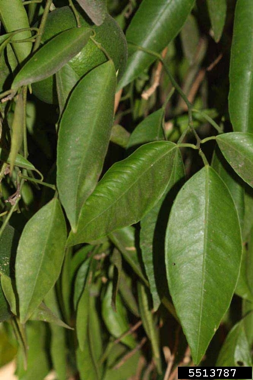 Fallglo (Citrus reticulata cv. Fallglo Blanco)